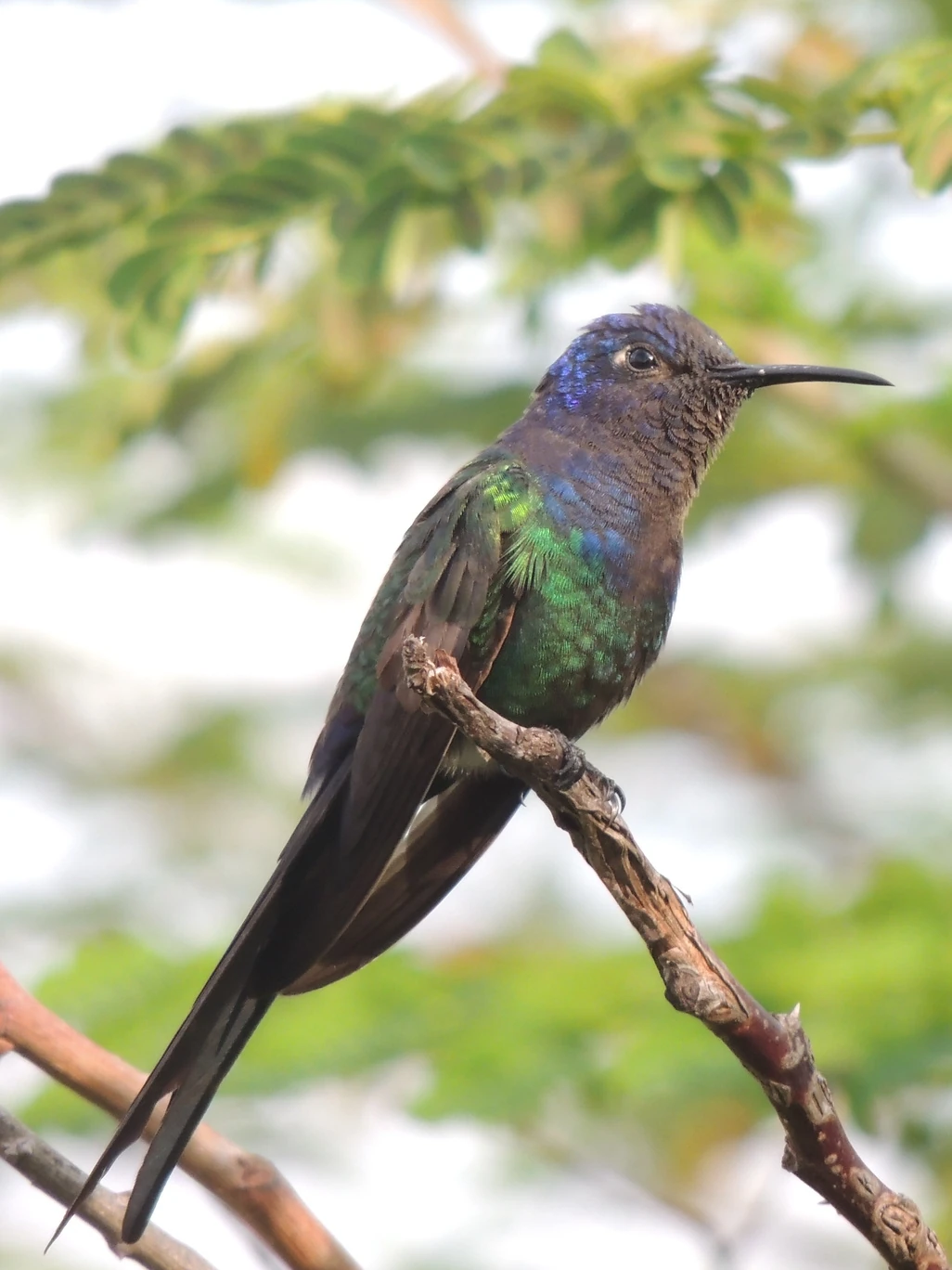 Beija-flor-tesoura (Eupetomena macroura) | Univerde Viva Wiki | Fandom
