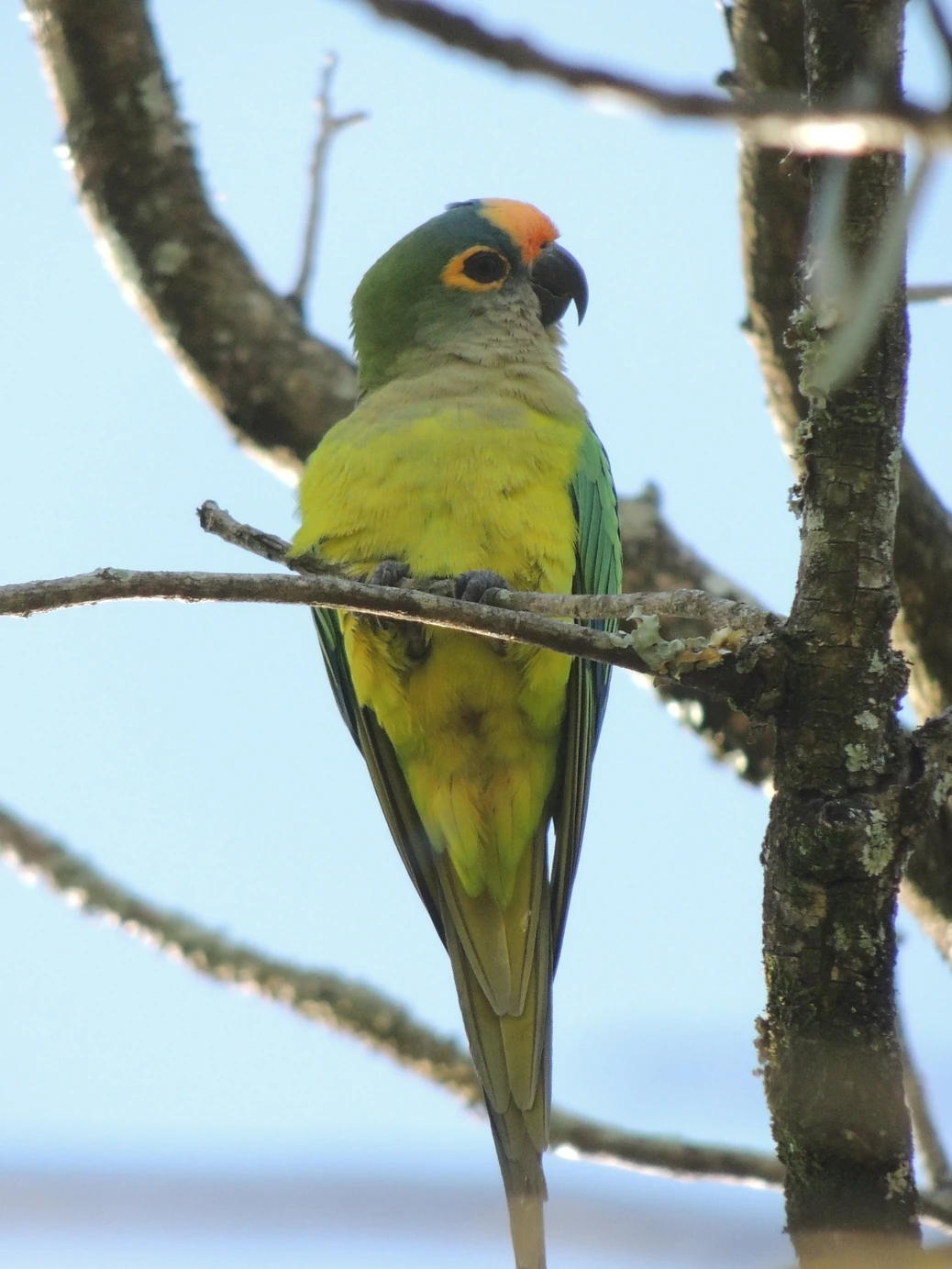 Periquito-rei (Eupsittula aurea) | Univerde Viva Wiki | Fandom
