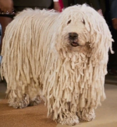 Karma | Universal Pictures Wiki | Fandom