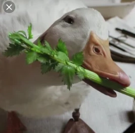 Dab-Dab | Universal Pictures Wiki | Fandom