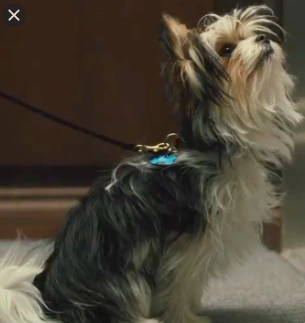 Max (A Dog's Journey) | Universal Pictures Wiki | Fandom