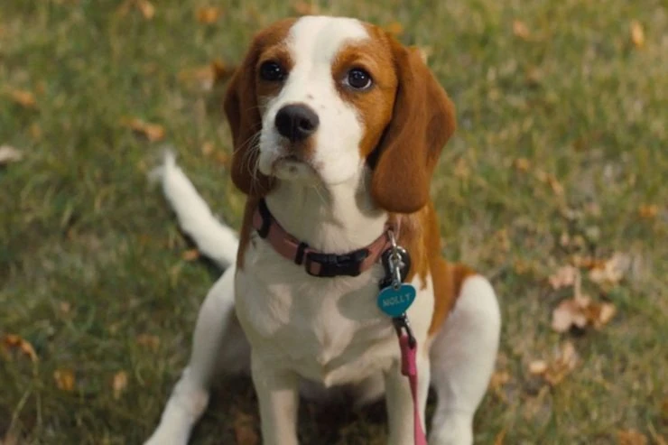 Molly | Universal Pictures Wiki | Fandom