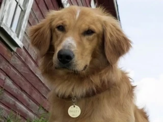 Bailey (A Dog's Purpose) | Universal Pictures Wiki | Fandom