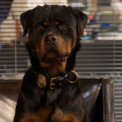 Max (Show Dogs) | Universal Pictures Wiki | Fandom