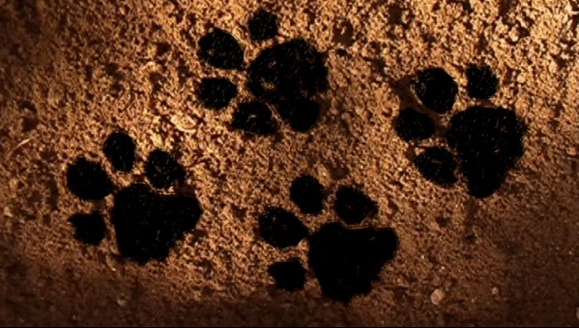 DVD Menu Opening Sequences/Gallery | Universal Studios Wiki | Fandom