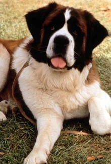 Beethoven (character) | Universal Studios Wiki | Fandom