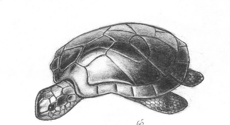 The Turtle | Universe Beta/Touhou Reviews Wiki | Fandom