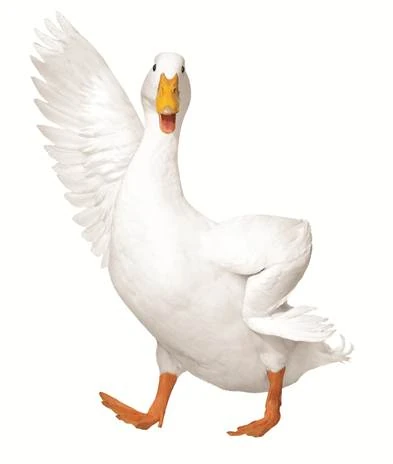 Aflac Duck | Universe of Smash Bros Lawl Wiki | Fandom