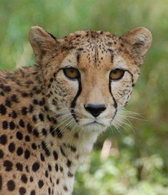 List of organisms | Universe Size Comparison Wiki | Fandom