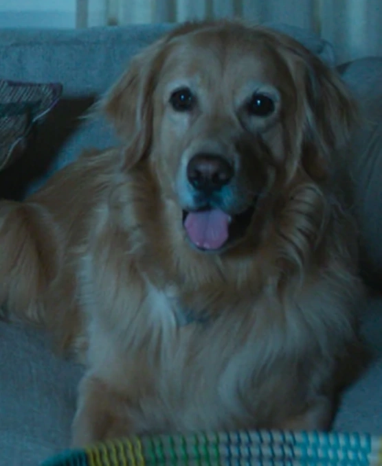 Ozzie | Wiki Universo Cinematográfico de Sonic | Fandom