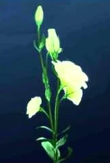 Niphredil | Universo Tolkien Wiki | Fandom