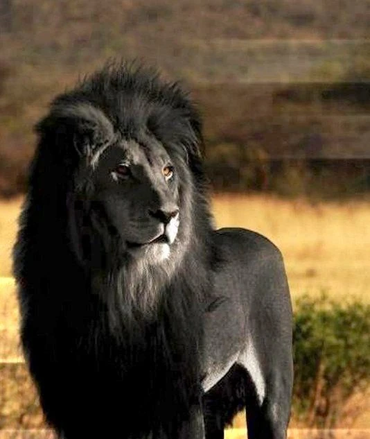 Hodari | Unknown Wiki | Fandom