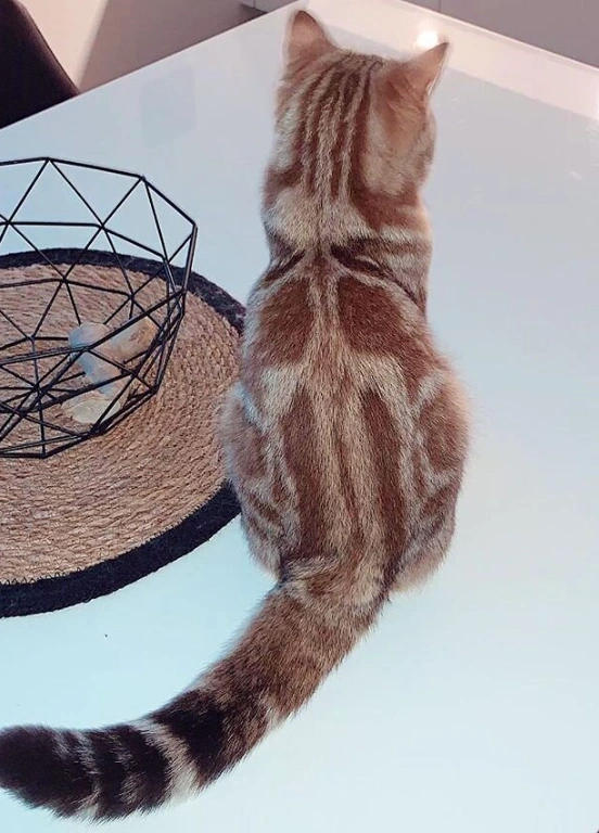 Clay Path | Unknown Wiki | Fandom