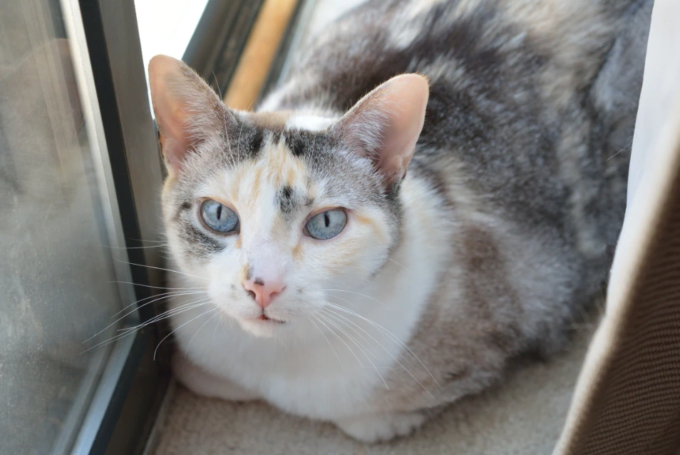 Aster | Unknown Wiki | Fandom