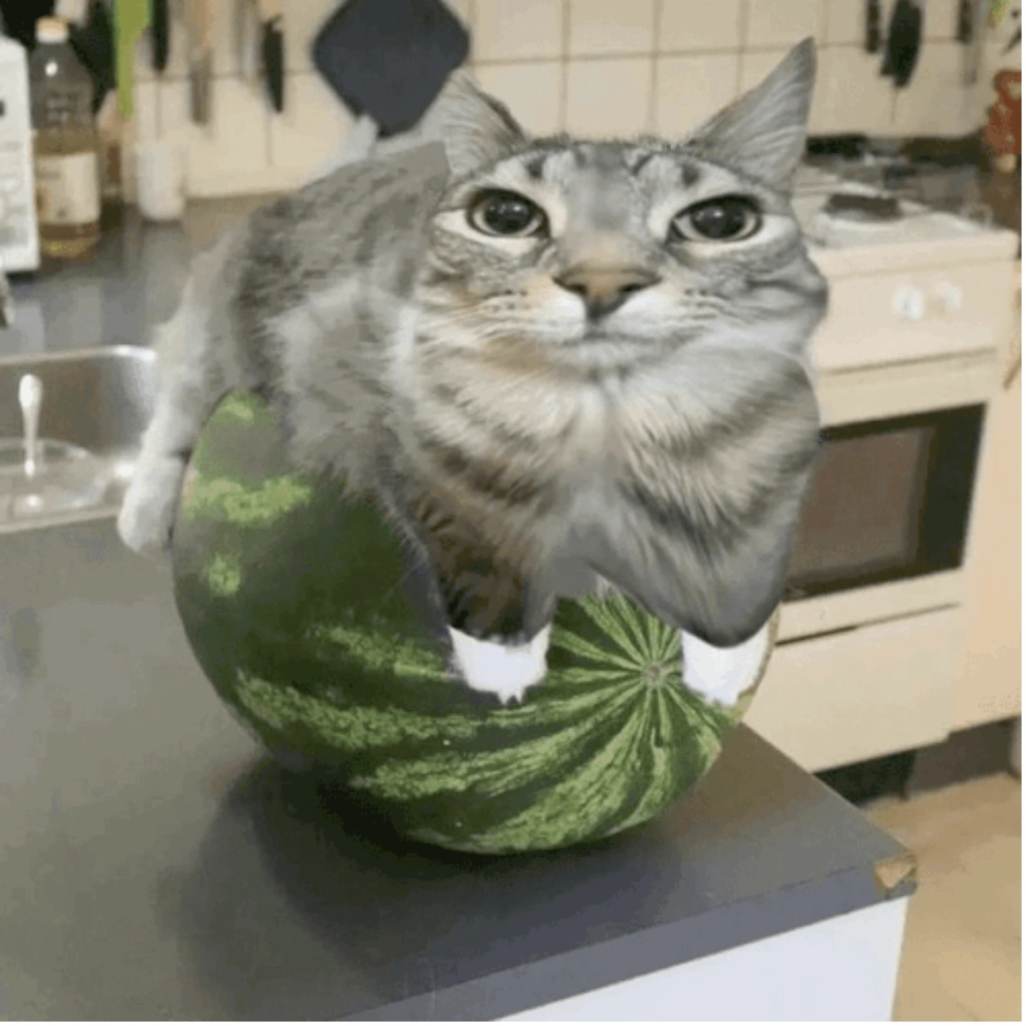 Watermelon Cat | Unnamed Space Experience (ROBLOX) Wiki | Fandom