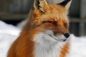 Kitsune | Unnatural World Wiki | Fandom