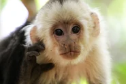 Capuchin | Unofficial Capuchin Wiki | Fandom