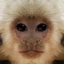 Capuchin | Unofficial Capuchin Wiki | Fandom