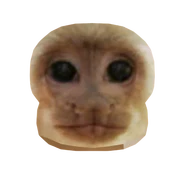 Capuchin | Unofficial Capuchin Wiki | Fandom