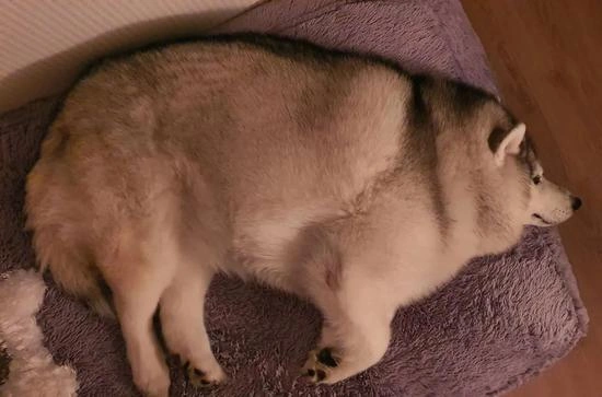 Fat Husky | Unofficial Homestuck Discord Wiki | Fandom