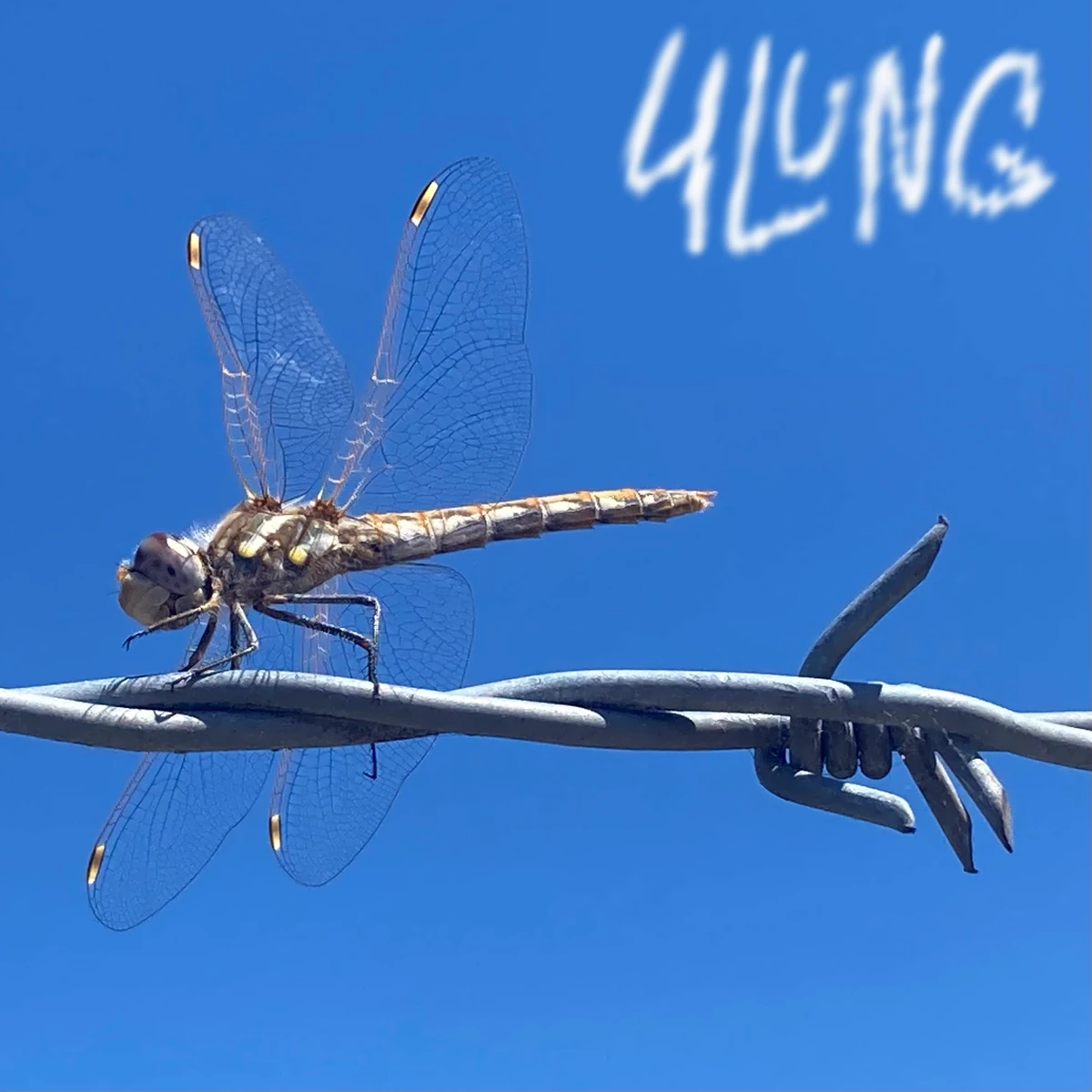 Barbed Wire Dragonfly | 4Lung Wiki | Fandom