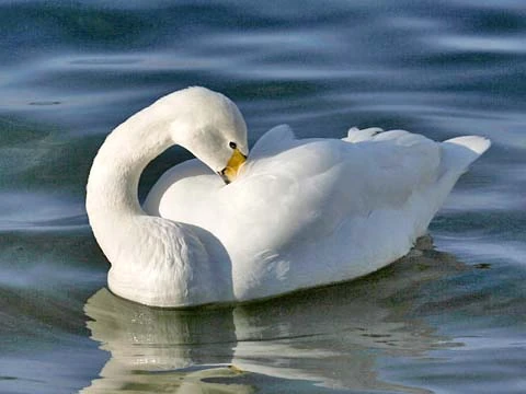 Swan | Unreal World Wiki | Fandom