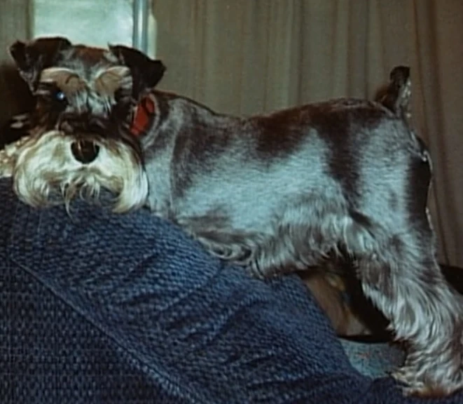 Shadow | Unsolved Mysteries Wiki | Fandom