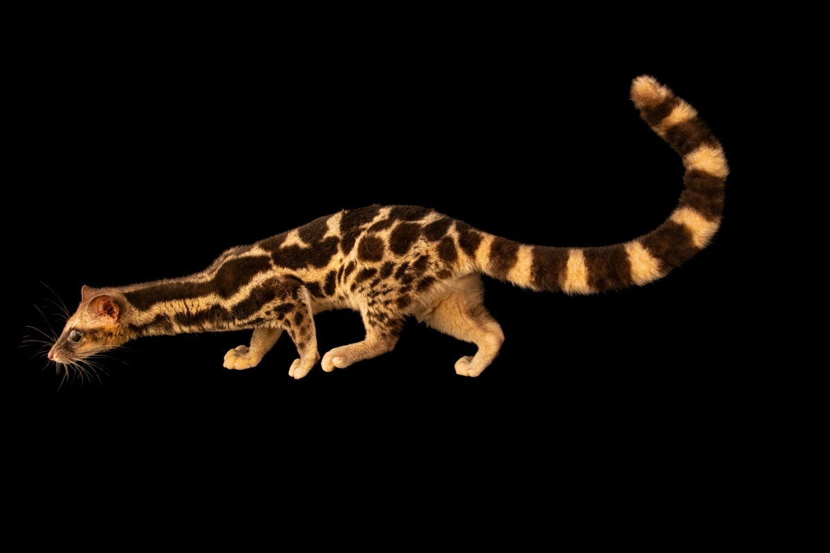 Banded Linsang | Unsung Animals Wiki | Fandom