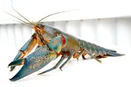 Common Yabby | Unsung Animals Wiki | Fandom