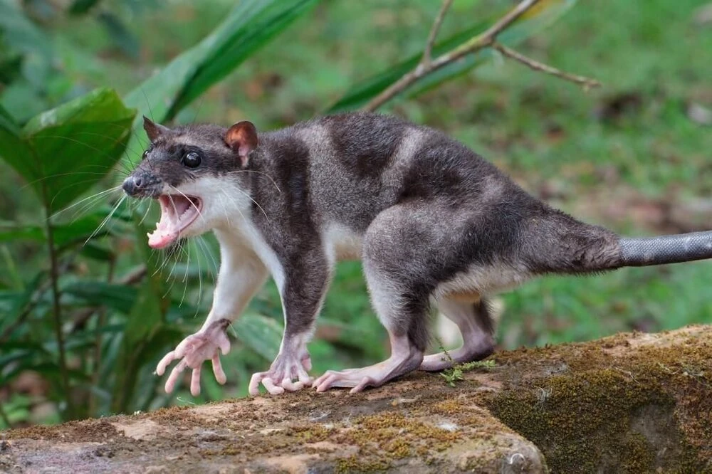 Yapok (Water Opossum) | Unsung Animals Wiki | Fandom