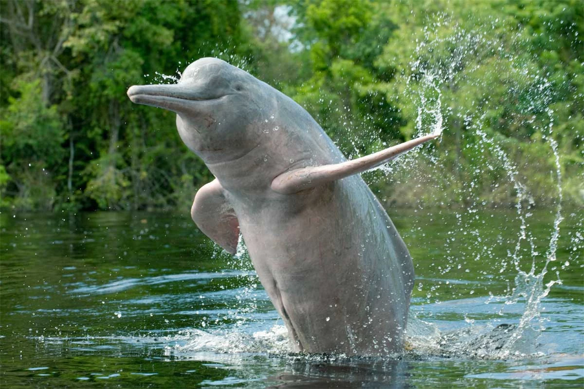 Amazon River Dolphin | Unsung Animals Wiki | Fandom