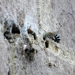 Blue-banded Bee | Unsung Animals Wiki | Fandom
