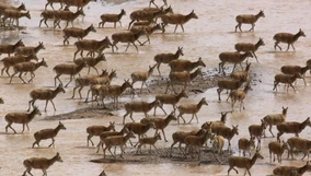 Tibetan Antelope (Chiru) | Unsung Animals Wiki | Fandom