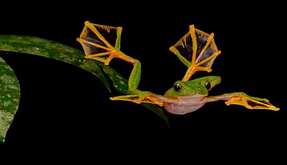 Wallace's Flying Frog | Unsung Animals Wiki | Fandom