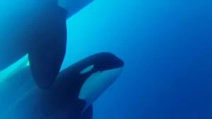Category:Variant of Existing Species | Unsung Animals Wiki | Fandom
