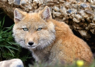 Tibetan Fox | Unsung Animals Wiki | Fandom