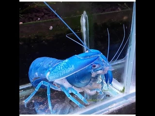 Common Yabby | Unsung Animals Wiki | Fandom