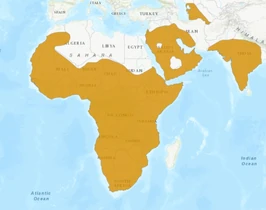 African Honey Badger | Unsung Animals Wiki | Fandom