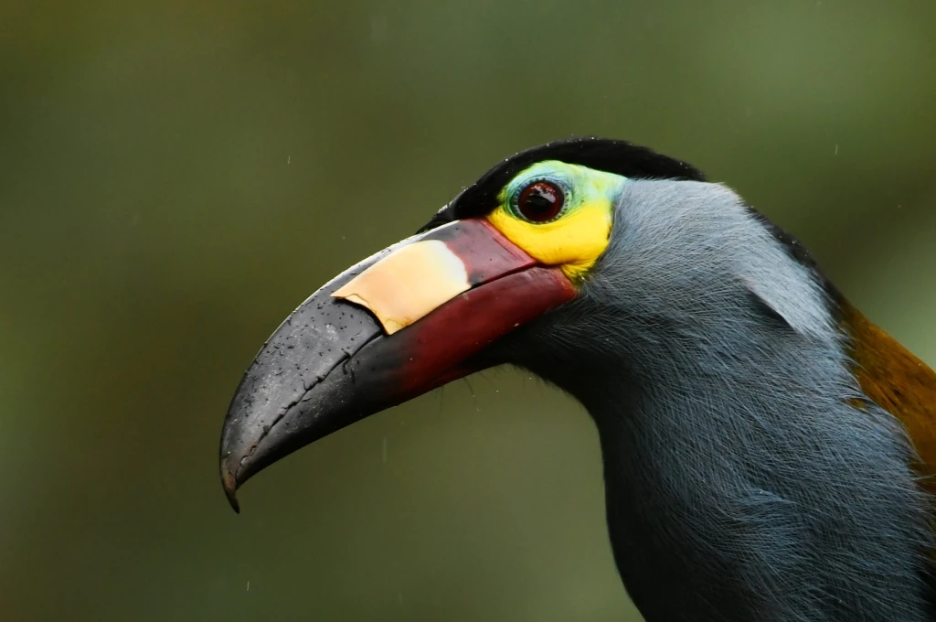 Plate-billed Mountain Toucan | Unsung Animals Wiki | Fandom