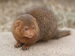 Dwarf Mongoose | Unsung Animals Wiki | Fandom
