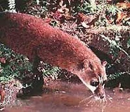 Aquatic Genet | Unsung Animals Wiki | Fandom