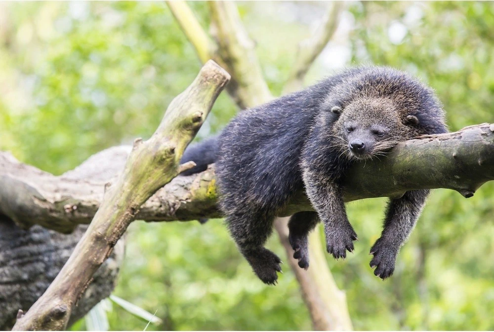 Binturong | Unsung Animals Wiki | Fandom