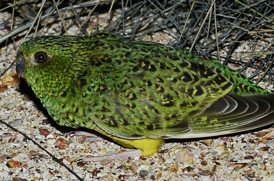 Night Parrot | Unsung Animals Wiki | Fandom