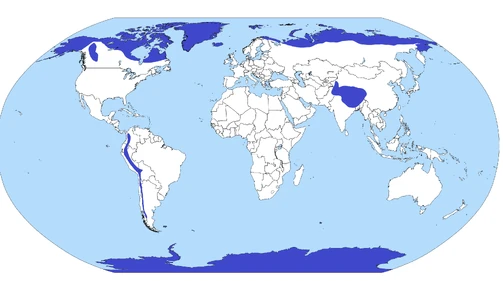 Category:Tundra | Unsung Animals Wiki | Fandom