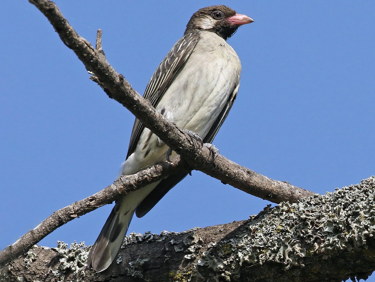 Greater Honeyguide | Unsung Animals Wiki | Fandom