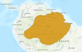 Cayenne Caecilian | Unsung Animals Wiki | Fandom