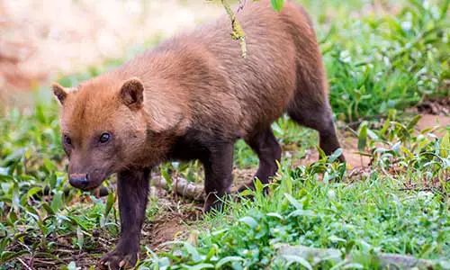 Bush dog | Unsung Animals Wiki | Fandom