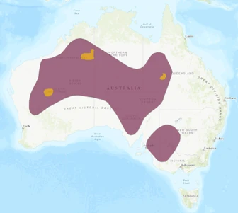 Night Parrot | Unsung Animals Wiki | Fandom