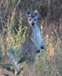 Antilopine Wallaroo | Unsung Animals Wiki | Fandom