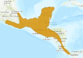 Central American Cacomistle | Unsung Animals Wiki | Fandom